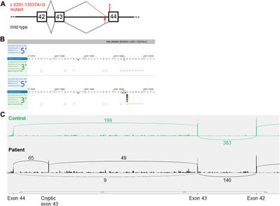 Frontiers | Case report: a novel deep intronic splice-altering variant ...
