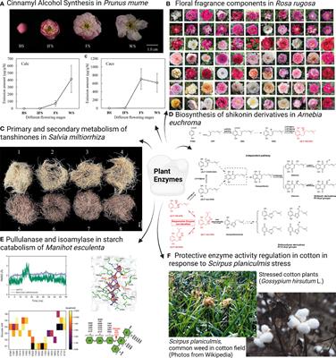 Frontiers | Editorial: Advances in metabolism and chemodiversity ...