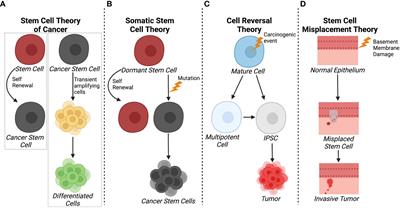Frontiers | Hypoxia-induced cancer cell reprogramming: a review on how ...