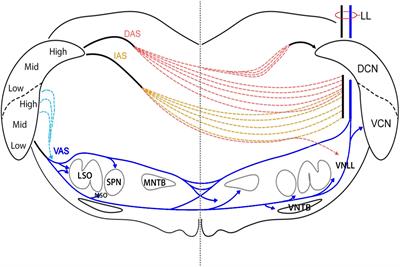 Frontiers | Differential projections from the cochlear nucleus to the ...