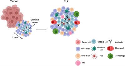 Frontiers | Tertiary lymphoid structures and B lymphocytes: a promising ...