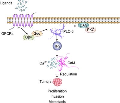 Frontiers | The roles of phospholipase C-β related signals in the ...