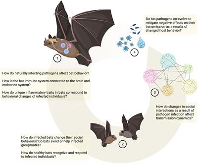 Frontiers | Bat behavioral immune responses in social contexts: current ...