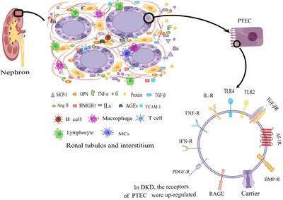Frontiers | Advances in understanding and treating diabetic kidney ...
