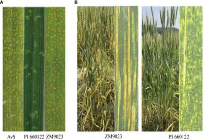 Frontiers | Genome-wide QTL mapping for stripe rust resistance in ...