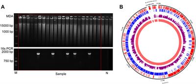 Frontiers | Improved single-cell genome amplification by a high ...