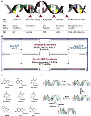 Frontiers | Research progress on the role and mechanism of DNA damage ...