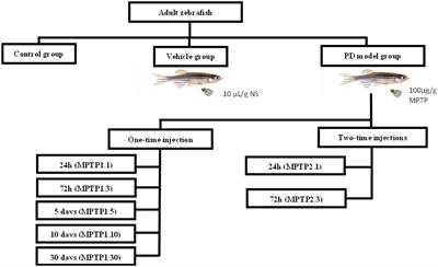 Frontiers | Parkinson’s disease model in zebrafish using ...
