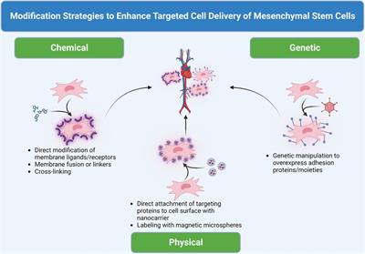 Frontiers | Targeted cell delivery of mesenchymal stem cell therapy for ...