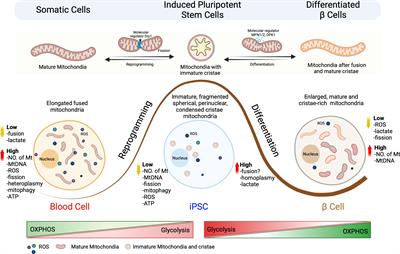 Frontiers | Mitochondrial regulation in human pluripotent stem cells ...
