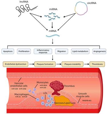 Frontiers | Non-coding RNAs are key players and promising therapeutic ...