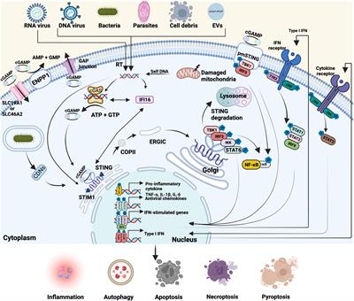 Frontiers | cGAS-STING signaling pathway in intestinal homeostasis and ...
