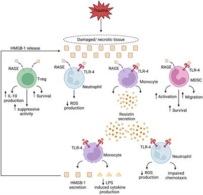 Frontiers | The immune suppressive properties of damage associated ...