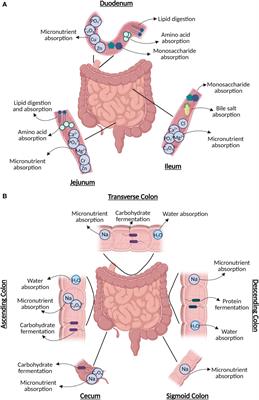 Frontiers | Diversity of the microbiota communities found in the ...