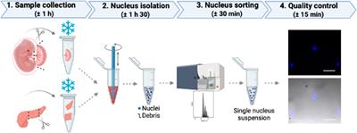 Frontiers | Optimized nucleus isolation protocol from frozen mouse ...