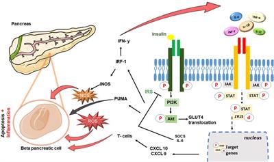 Frontiers | Recent advances in JAK inhibitors for the treatment of ...