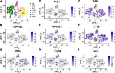 Frontiers | Comprehensive molecular expression profiling of SARS-CoV ...