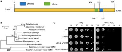 Frontiers | A novel zinc finger transcription factor, BcMsn2, is ...