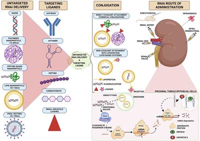Frontiers | Using RNA-based therapies to target the kidney in ...