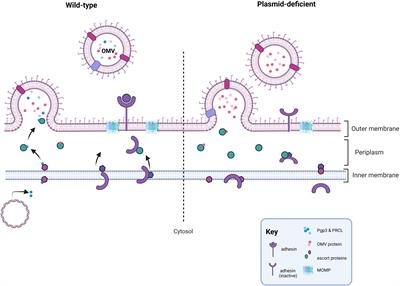 Frontiers | Plasmid-mediated virulence in Chlamydia