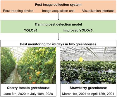 Frontiers | Automatic pest identification system in the greenhouse ...