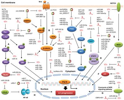 Frontiers | Non-coding RNAs in lung cancer: molecular mechanisms and ...