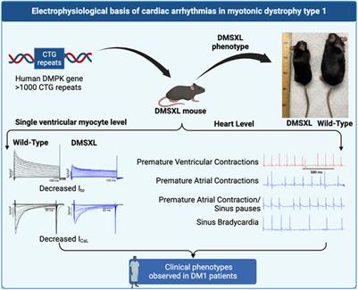 Frontiers | Electrophysiological basis of cardiac arrhythmia in a mouse ...