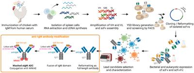 Frontiers | Conditional activation of an anti-IgM antibody-drug ...