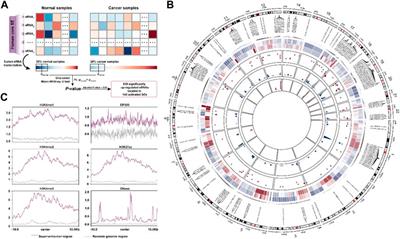 Frontiers | Super enhancer-driven core transcriptional regulatory ...