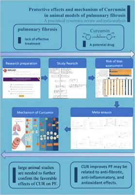 Frontiers | Protective effects and mechanism of curcumin in animal ...