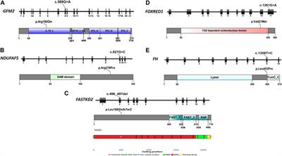 Frontiers | Expanding the genetic spectrum of mitochondrial diseases in ...