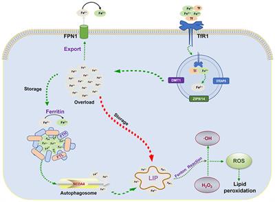 Frontiers | Ferroptosis as an emerging target in rheumatoid arthritis