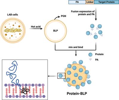 Frontiers | Bacterium-like particles derived from probiotics: progress ...