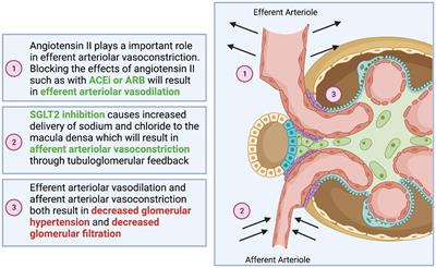 Frontiers | Treatment and practical considerations of diabetic kidney ...