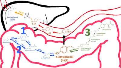 Frontiers | 4-Ethylphenol—fluxes, metabolism and excretion of a gut ...