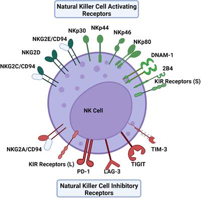 Frontiers | NK cell subsets and dysfunction during viral infection: a ...