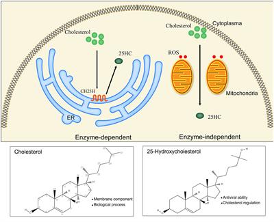 Frontiers | 25-hydroxycholesterol: an integrator of antiviral ability ...
