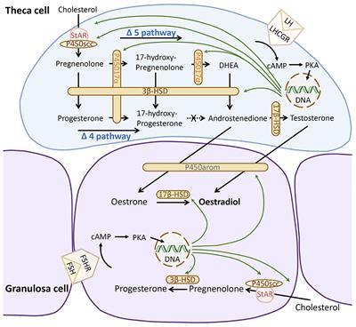 Frontiers | Expression of genes and enzymes involved in ovarian ...