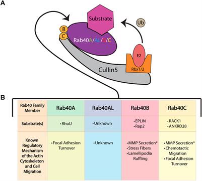 Frontiers | A Rab-bit hole: Rab40 GTPases as new regulators of the ...