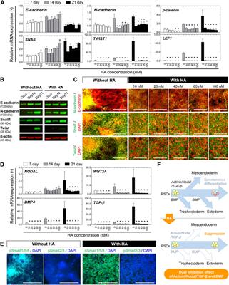 Frontiers | Stable and efficient generation of functional iPSC-derived ...