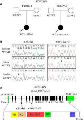 Frontiers | Identification and functional characterization of de novo ...