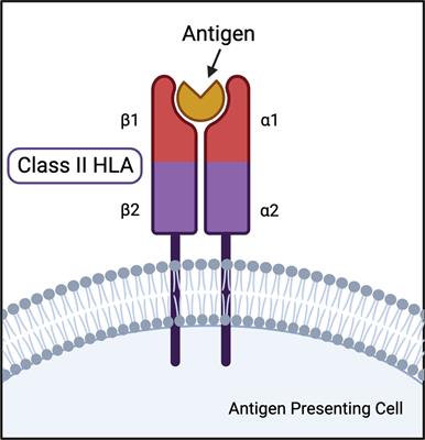 Frontiers | Important denominator between autoimmune comorbidities: a ...