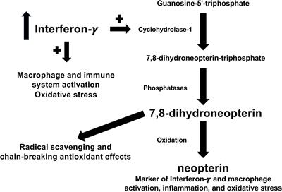 Frontiers | A systematic review and meta-analysis of neopterin in ...