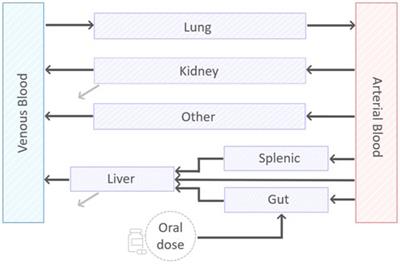 Frontiers | A minimal PBPK model to accelerate preclinical development ...