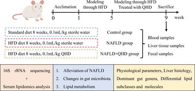 Frontiers | Qushi Huayu decoction ameliorates non-alcoholic fatty liver ...
