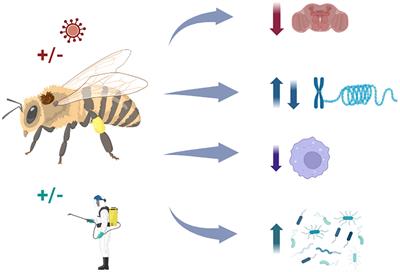 Frontiers | Varroa destructor and its impacts on honey bee biology