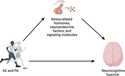 Frontiers | Changes in stress pathways as a possible mechanism of ...