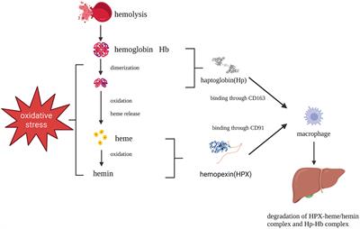 Frontiers | Double-edged functions of hemopexin in hematological ...