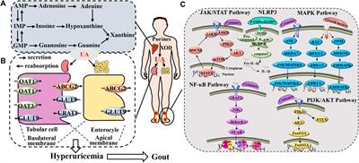 Frontiers | TCM and related active compounds in the treatment of gout ...
