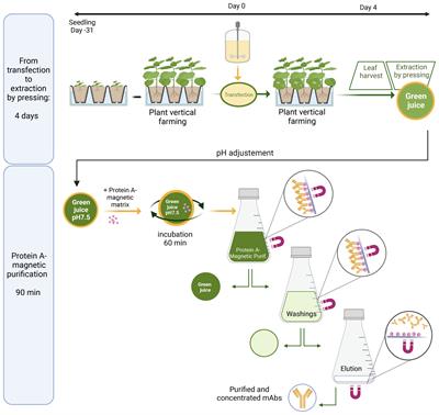 Frontiers | A fast and easy one-step purification strategy for plant ...